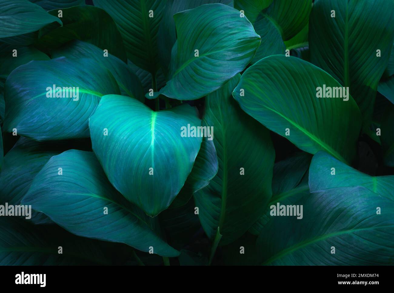 top view exotic fresh green leave texture tropical plant of ...