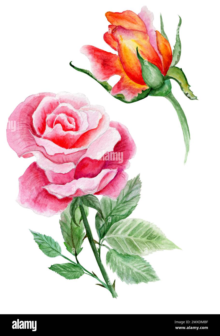 Pink And Orange Roses. Watercolor Illustration. Ideal for Valentine's ...