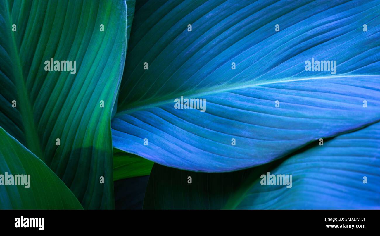 close up macro exotic fresh green leave texture tropical plant of ...