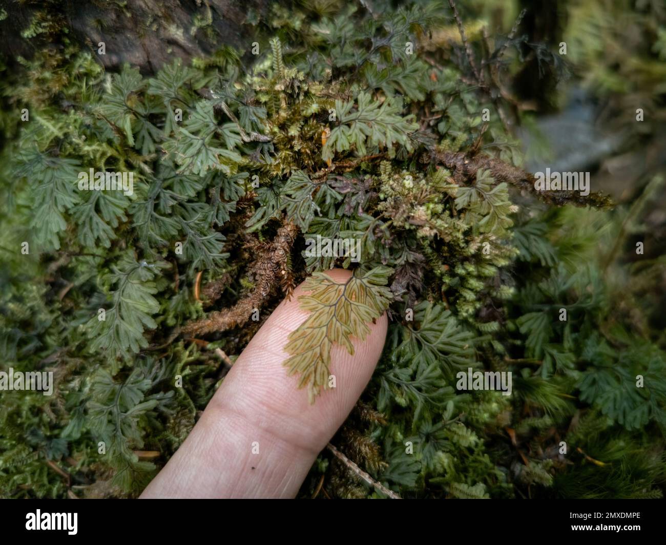 Finger and Fern Close-Up in the rainforest Stock Photo - Alamy