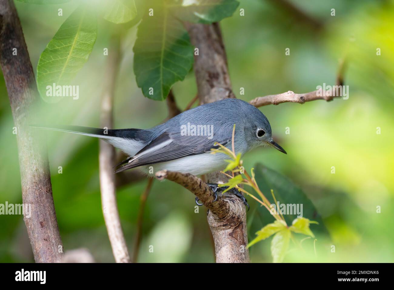 A Blue-Gray Gnatcatcher bird perched on a tree branch in summer Florida ...