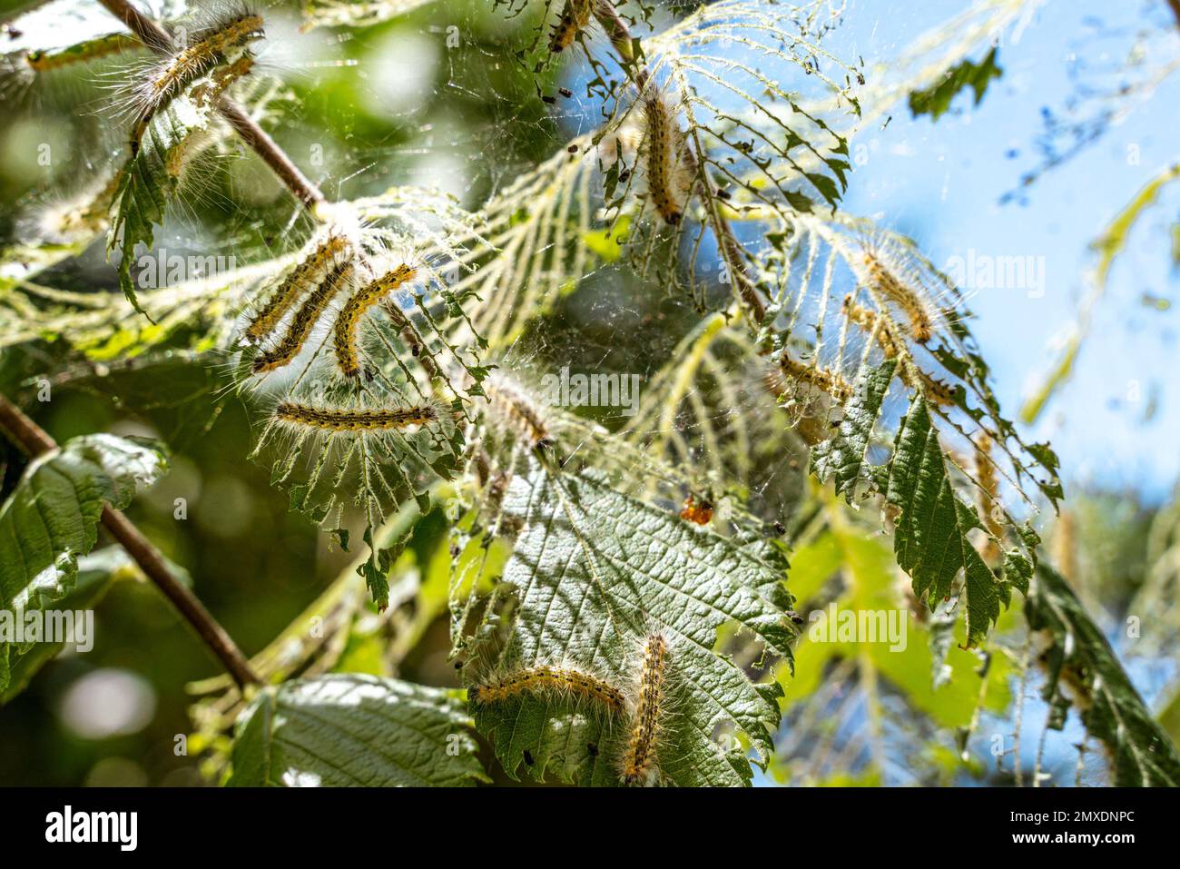Caterpillars made cocoons on tree. Caterpillars ate all leaves in tree ...