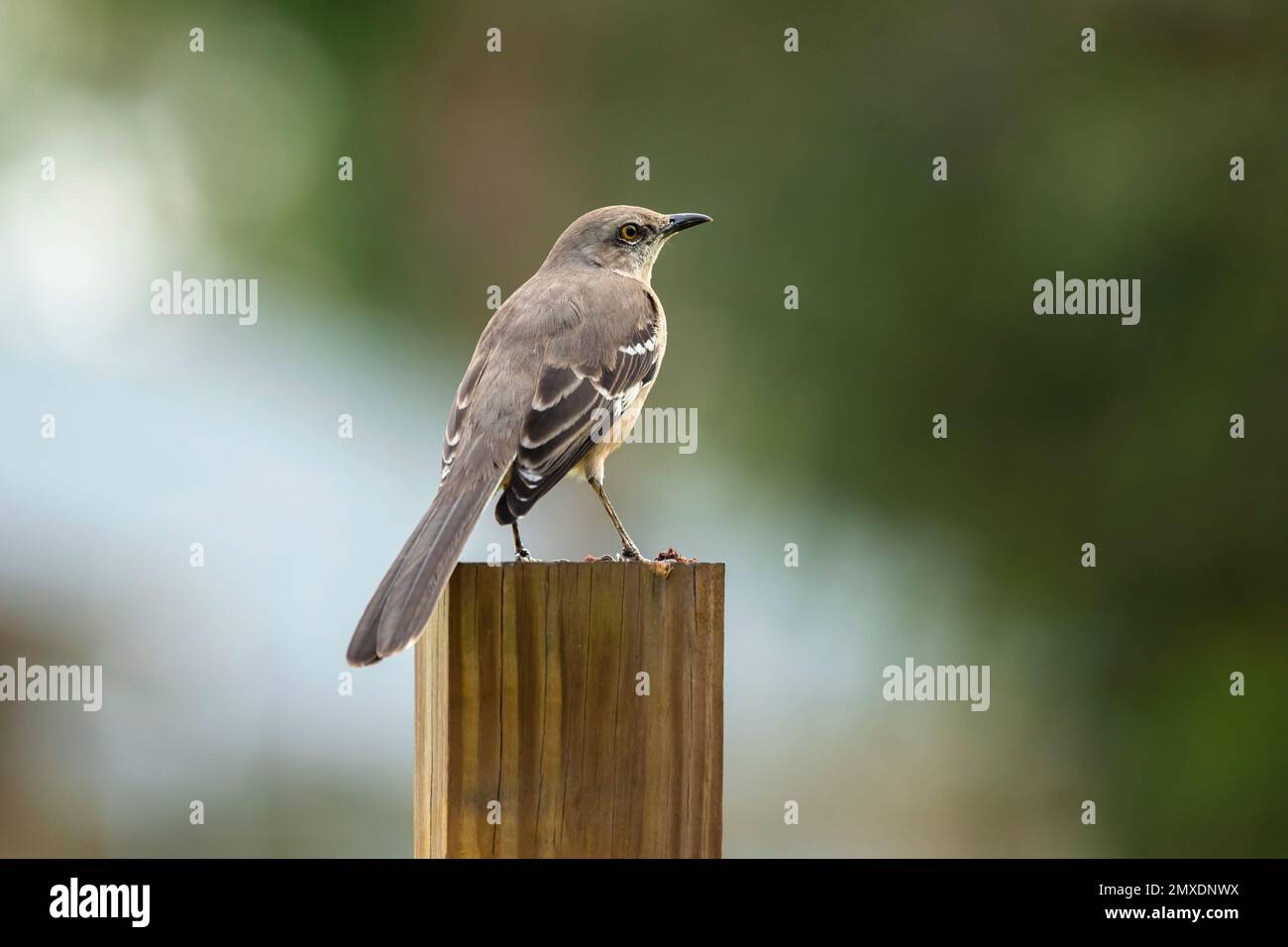 Closeup northern mockingbird sitting hi-res stock photography and ...
