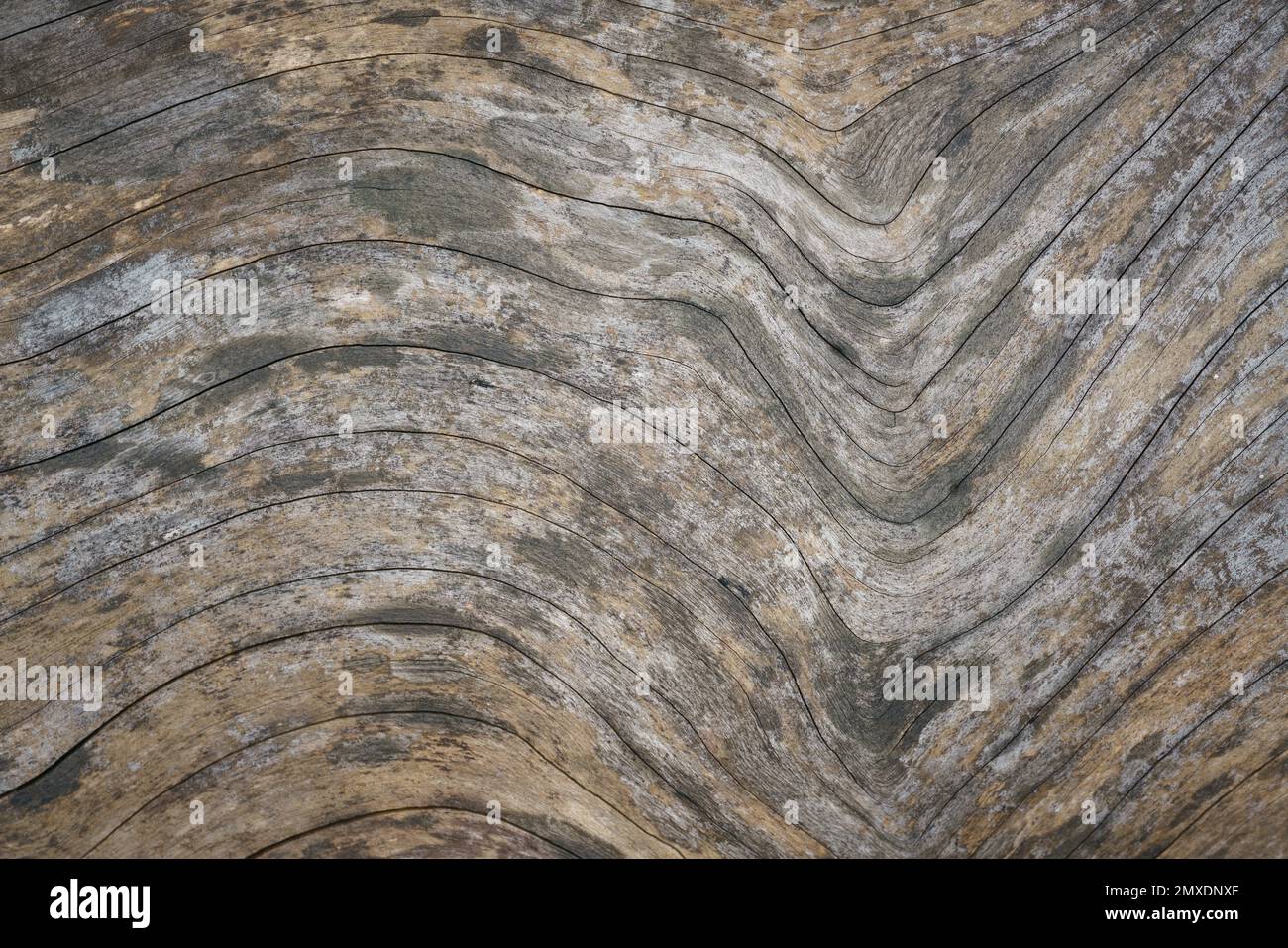 close up macro old wood board pattern texture surface grungy background ...