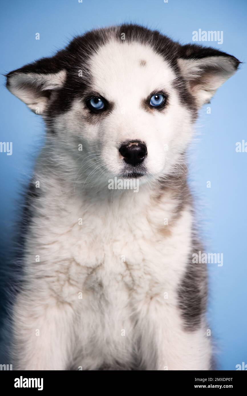 A portrait of an adorable white and black Siberian Husty with blue eyes ...