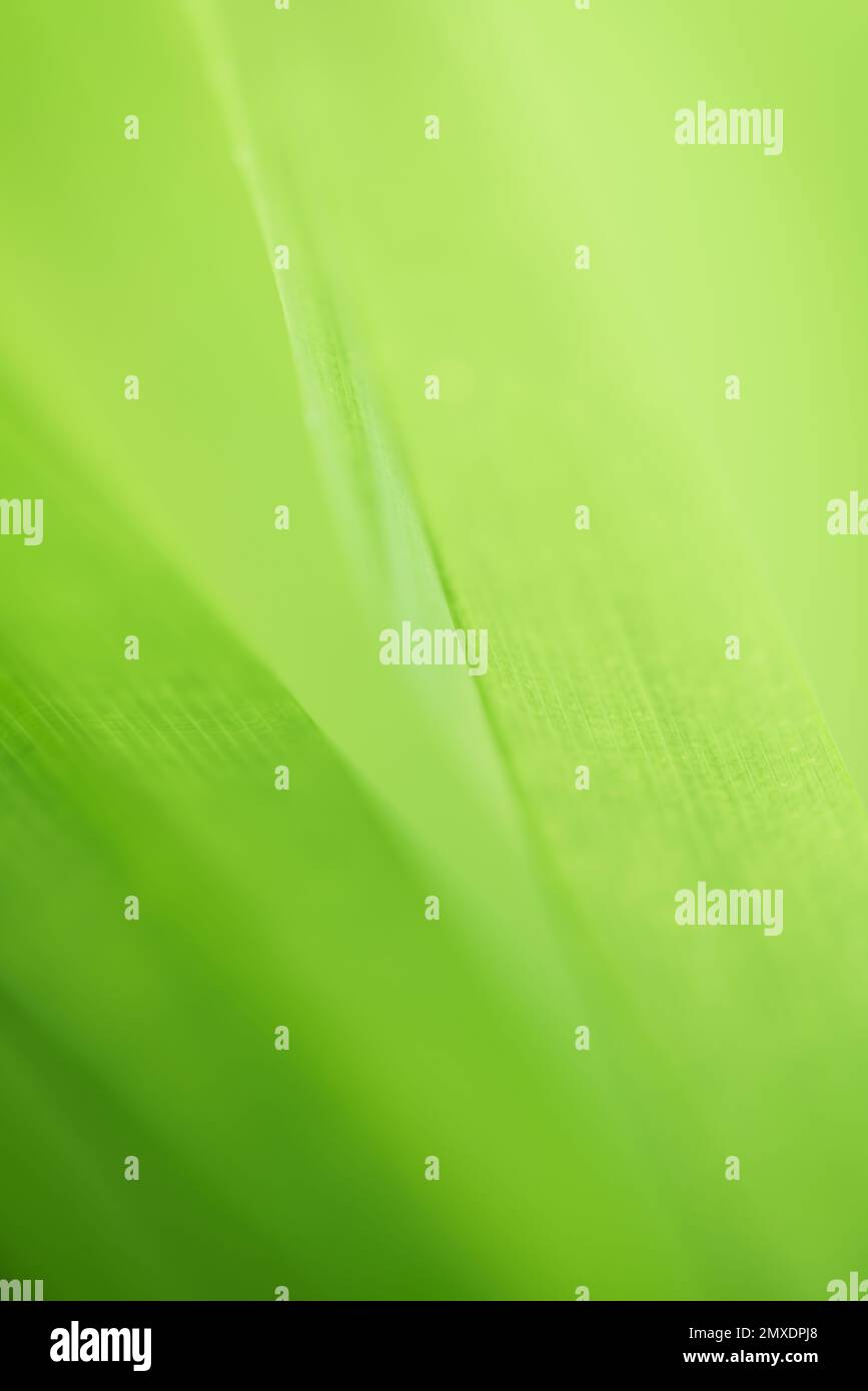 close up macro soft focus fresh green spring leaves pattern texture ...