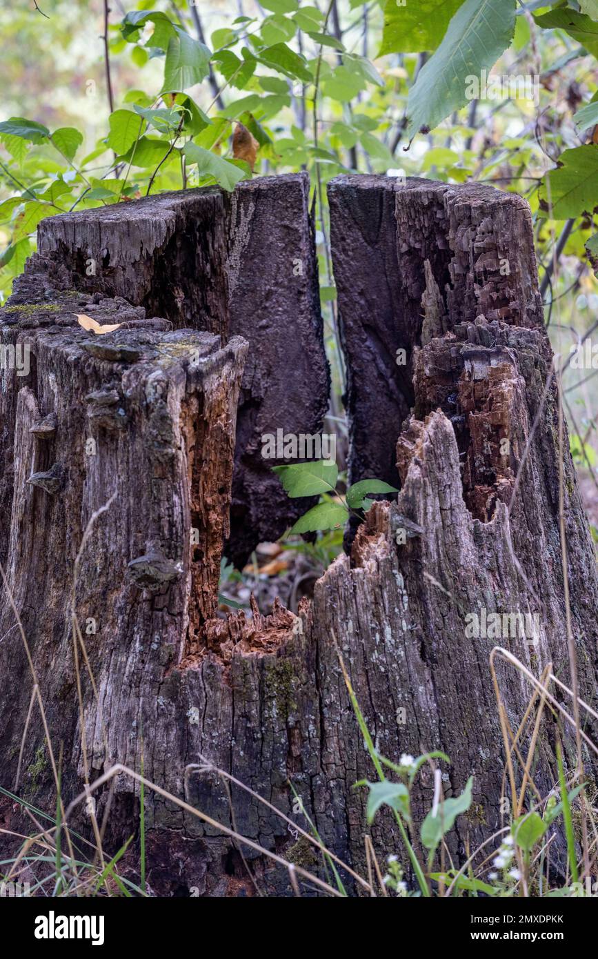 Stump surrounded by plants hi-res stock photography and images - Alamy