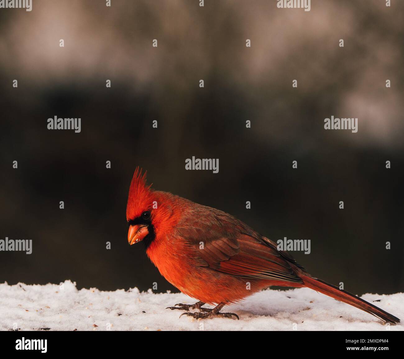 Fluffy common cardinal bird wandering on the snow Stock Photo - Alamy