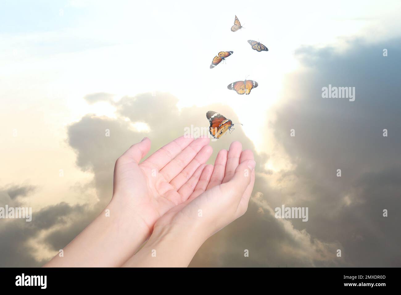 Hands releasing butterflies hi-res stock photography and images - Alamy