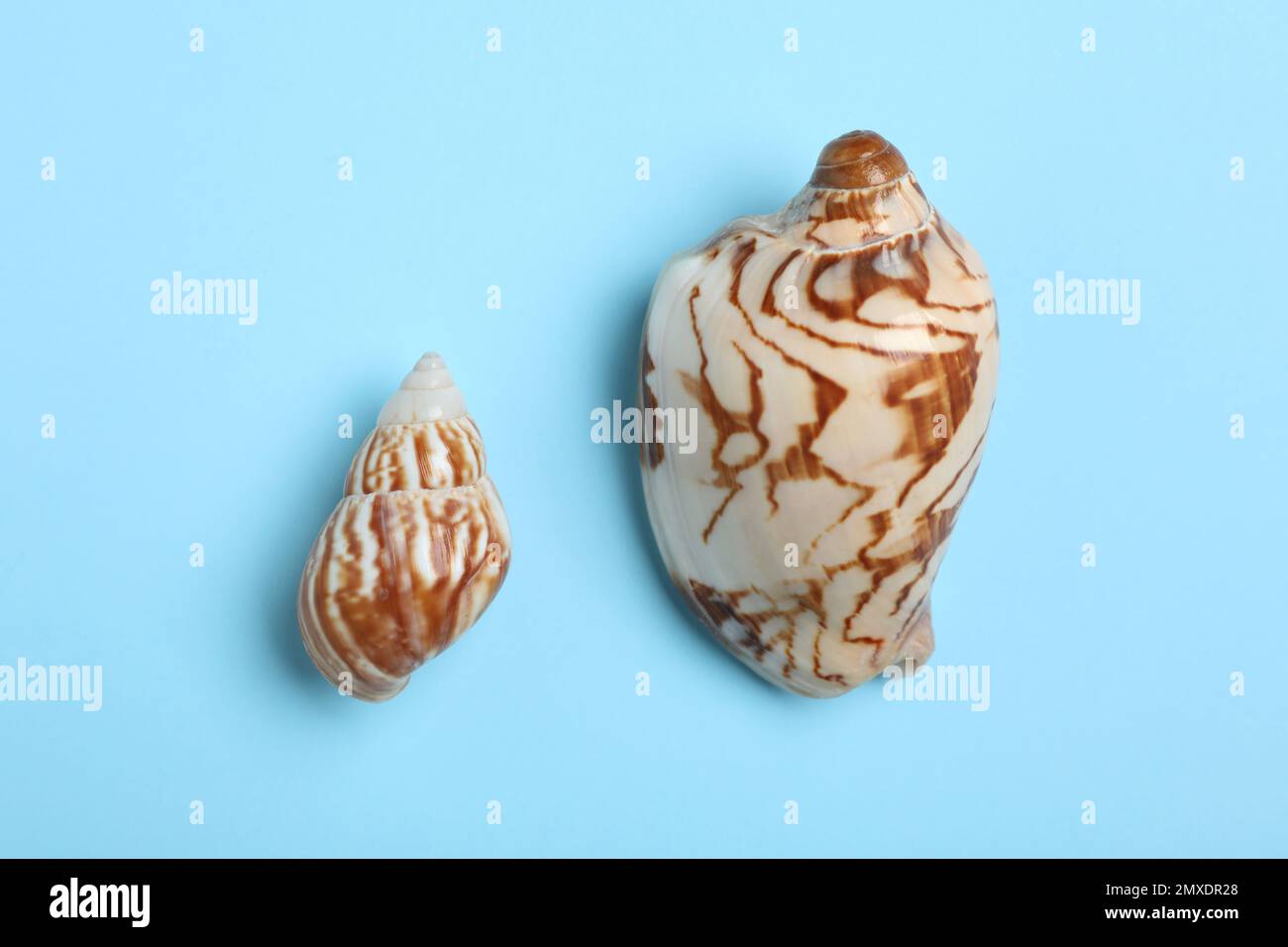 Small and big seashells on light blue background, flat lay. Pareto ...