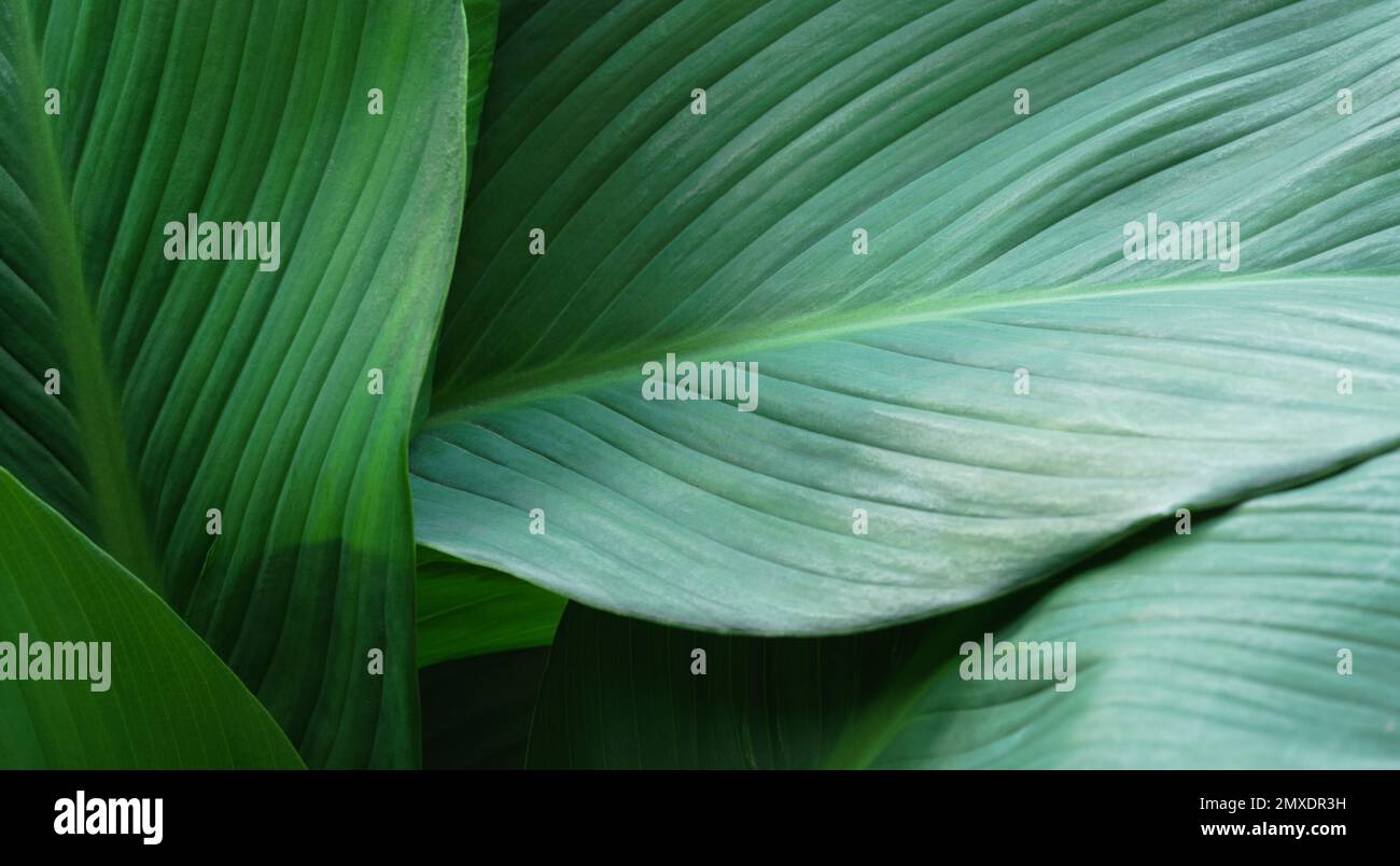 close up macro exotic fresh green leave texture tropical plant of ...