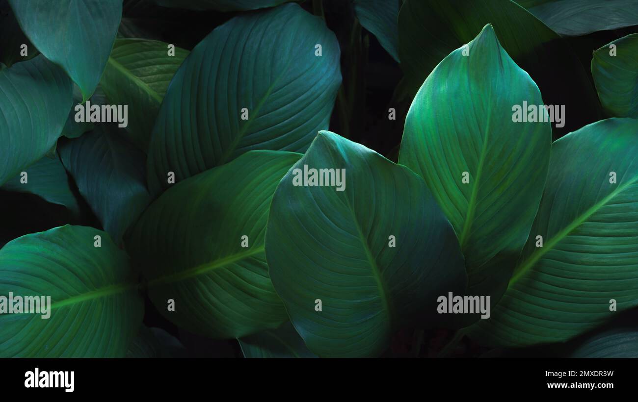 top view exotic fresh green leave texture tropical plant of ...