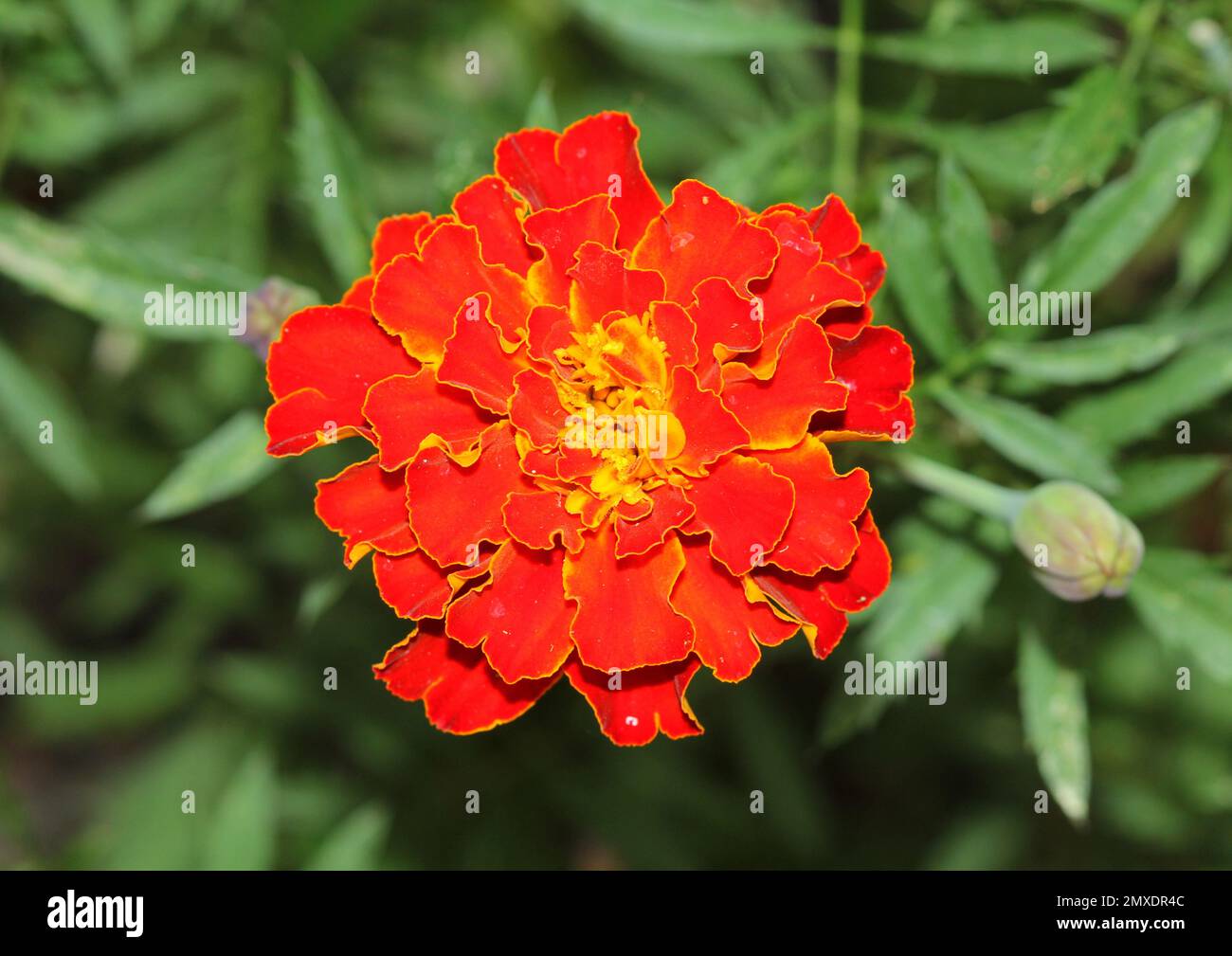 Brocade red hi-res stock photography and images - Alamy