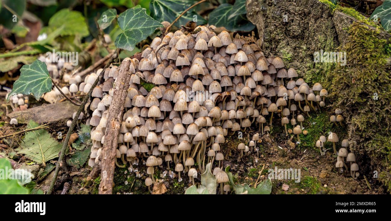Tree dung beetles hi-res stock photography and images - Alamy