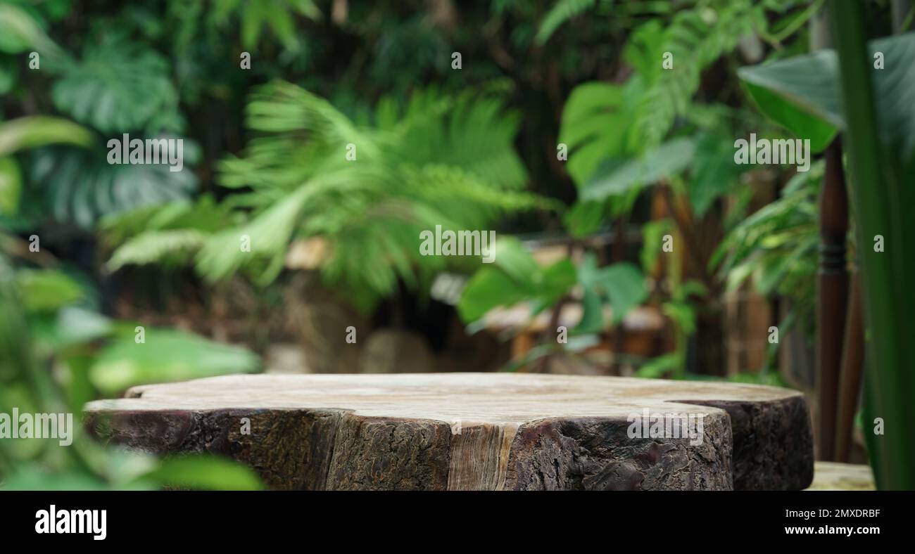 empty top table of old wood stump texture in tropical garden fresh ...