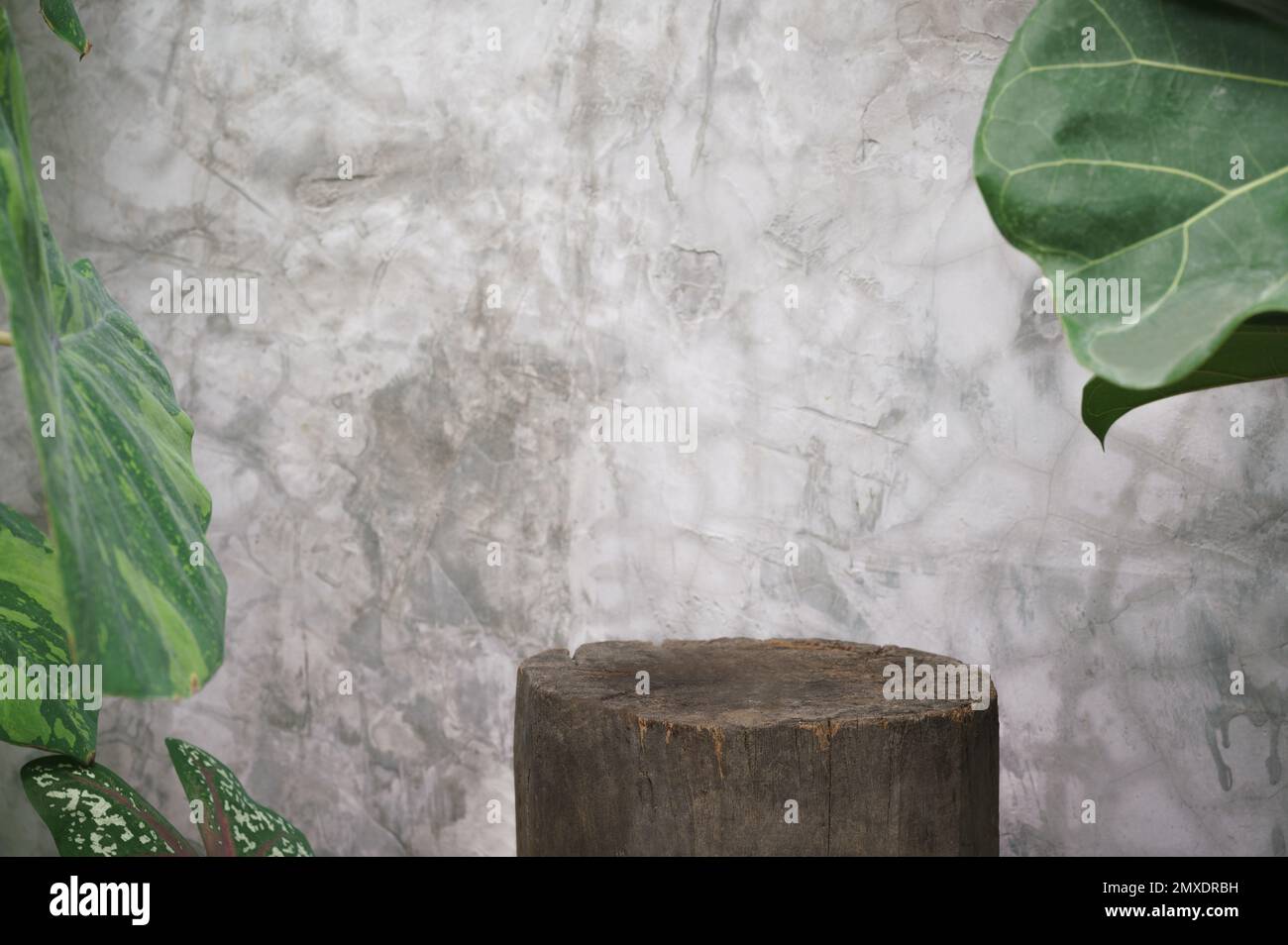 soft light empty old wood stump in tropical garden fresh green plant ...