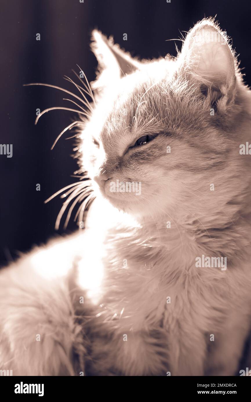 Beautiful cat close up. Photo with effect Stock Photo - Alamy