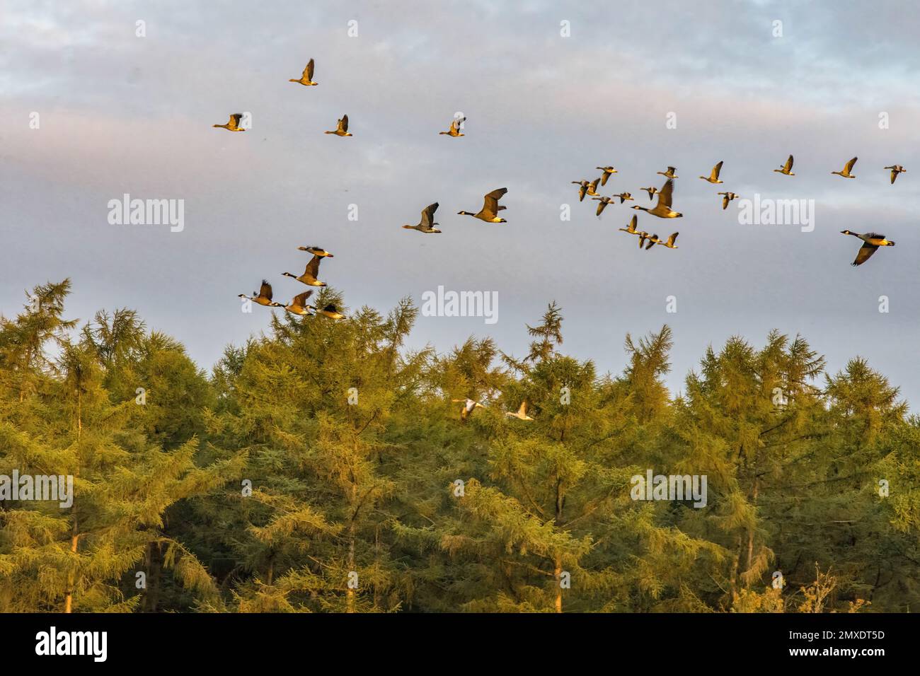The forest and birds flying in the sky Stock Photo - Alamy
