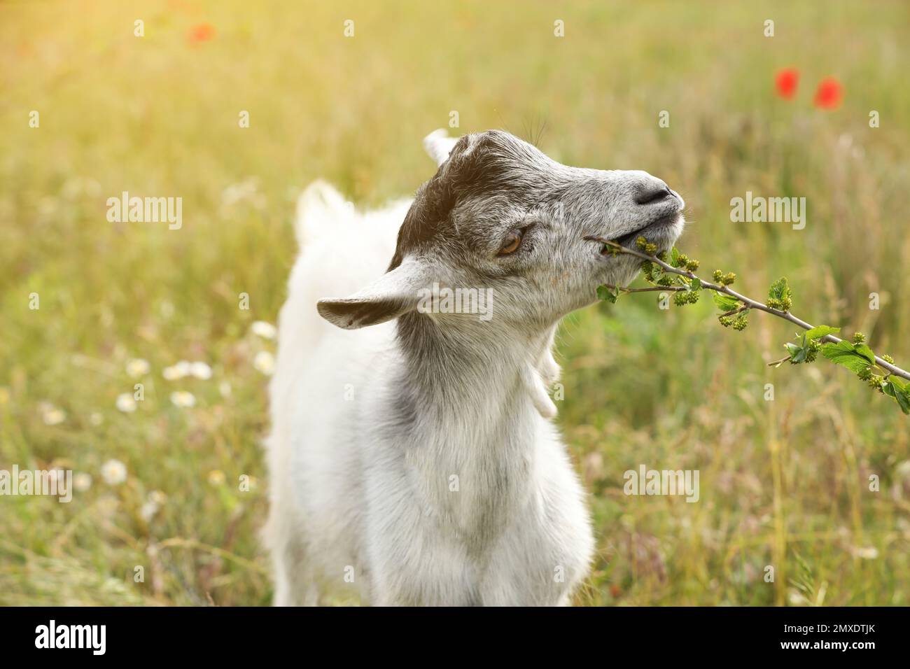 Cute grey goatling in field. Animal husbandry Stock Photo - Alamy