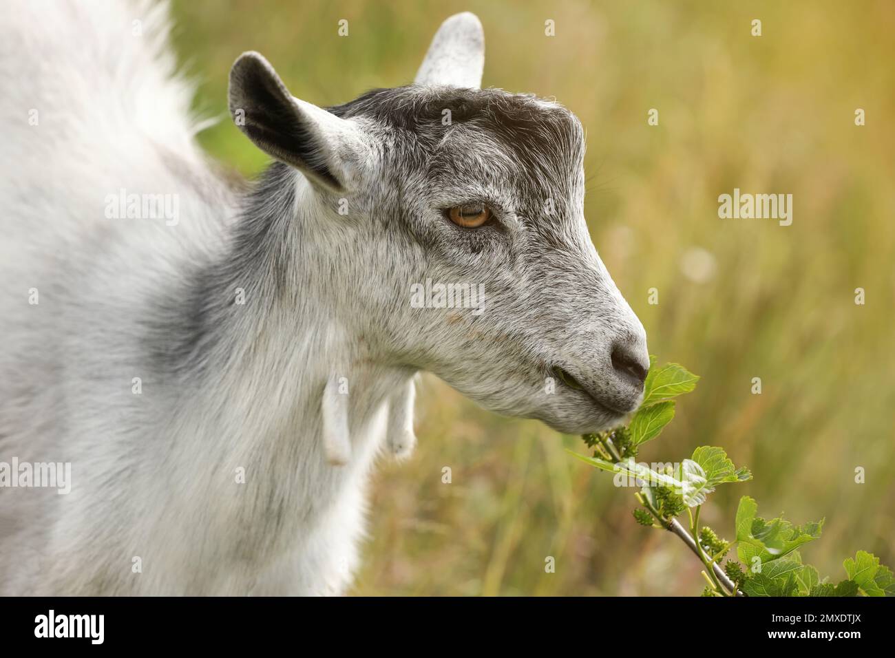 Cute grey goatling in field. Animal husbandry Stock Photo - Alamy