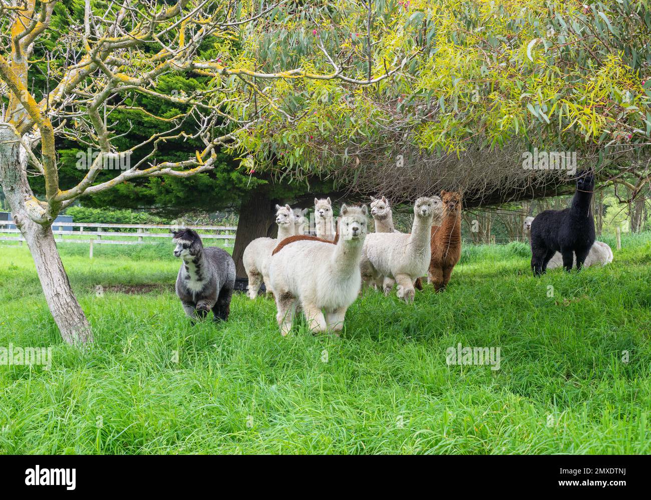 A group of colorful Huacaya alpacas breeds llamas on the green grass ...