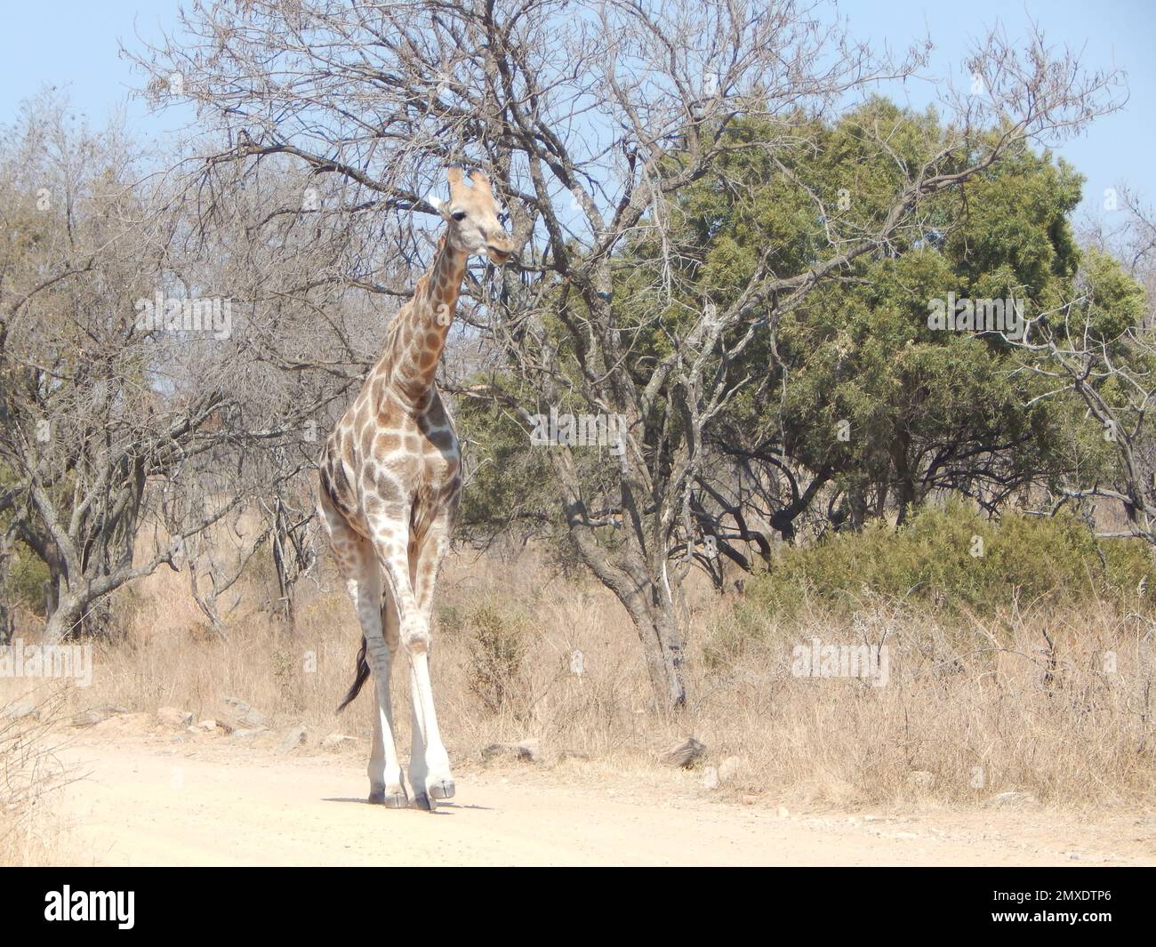 A giraffe walking in the forest Stock Photo - Alamy