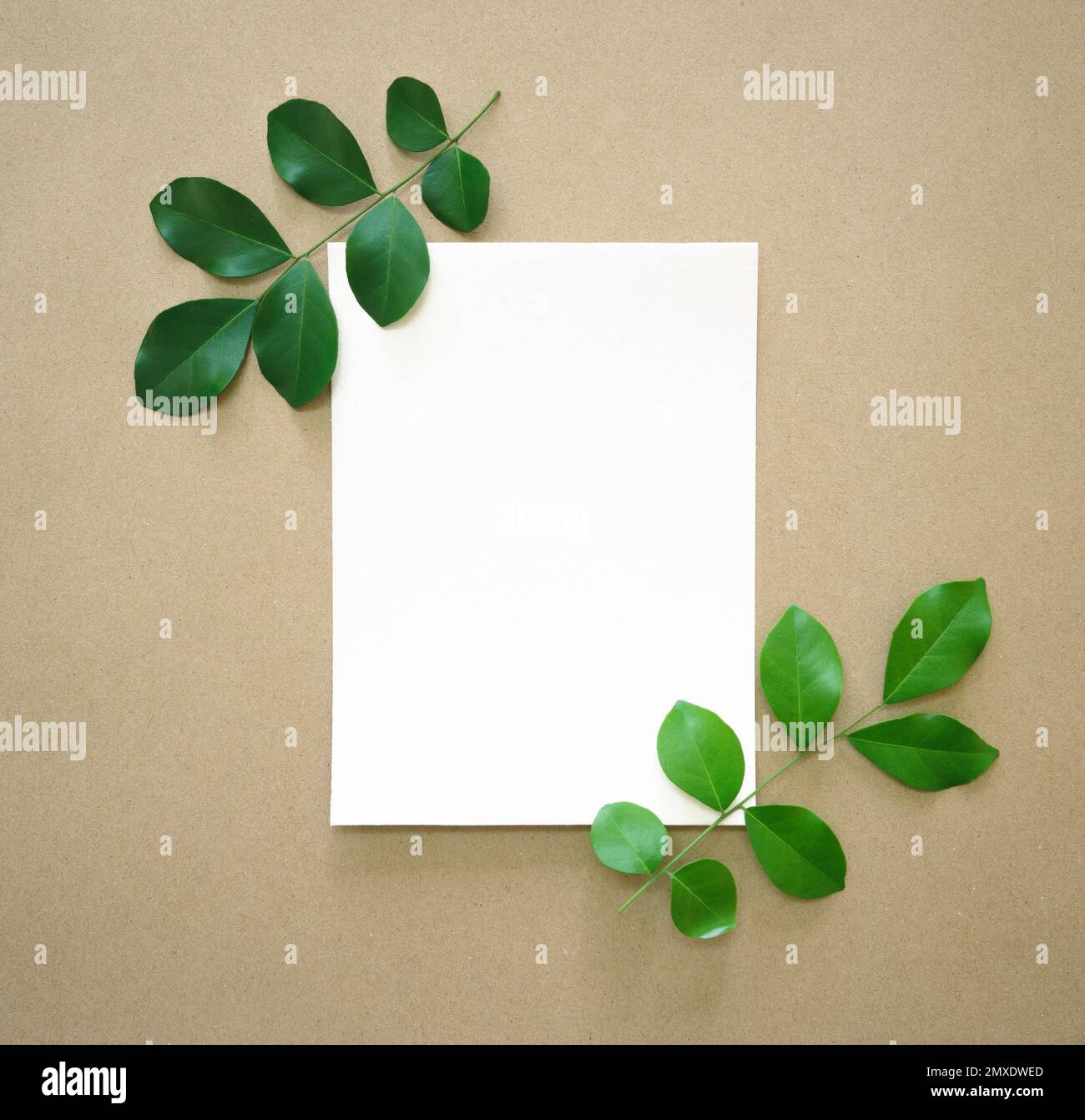 white flat paper rectangle shape at center and fresh green leaves ...