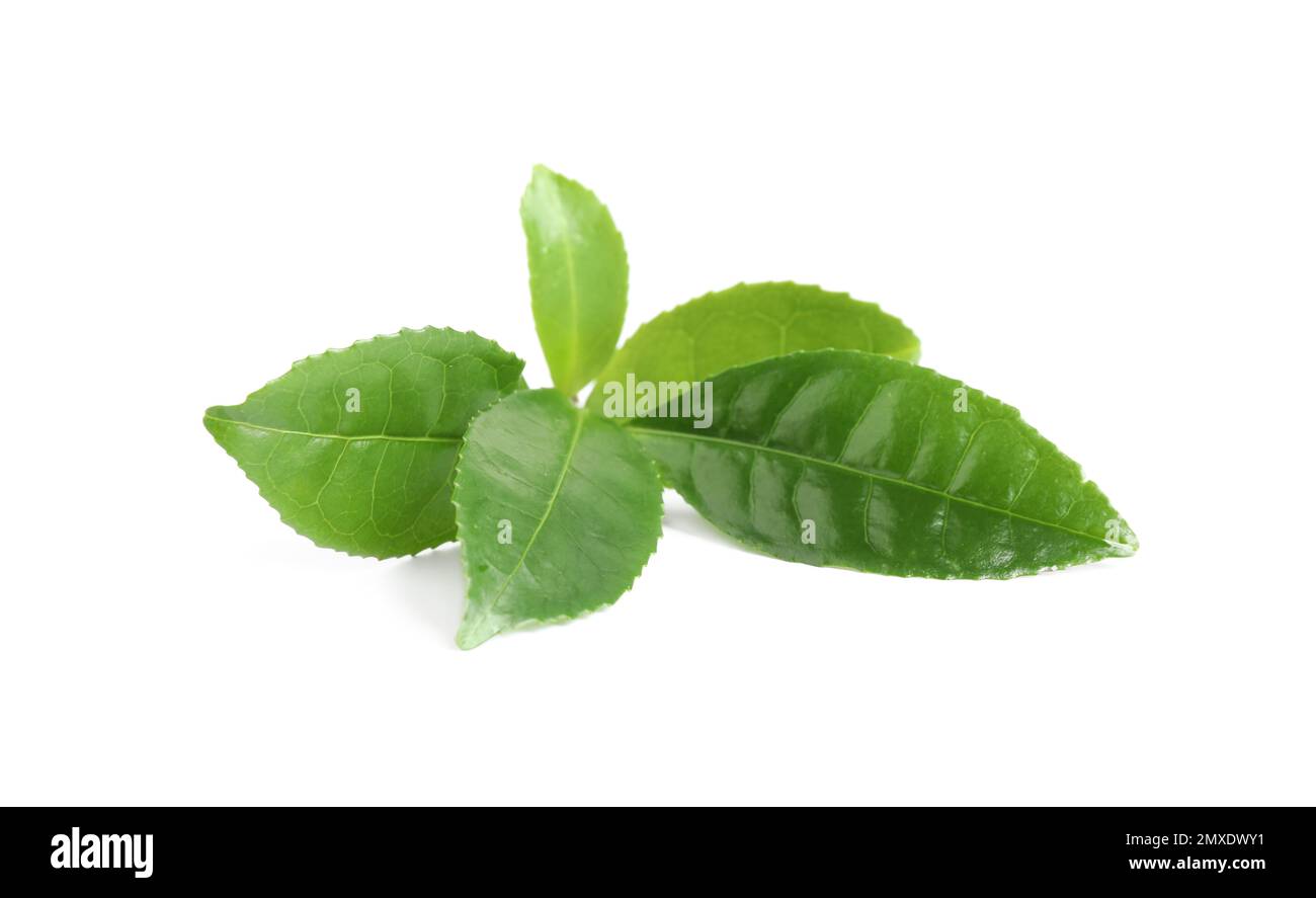 Green leaves of tea plant isolated on white Stock Photo - Alamy