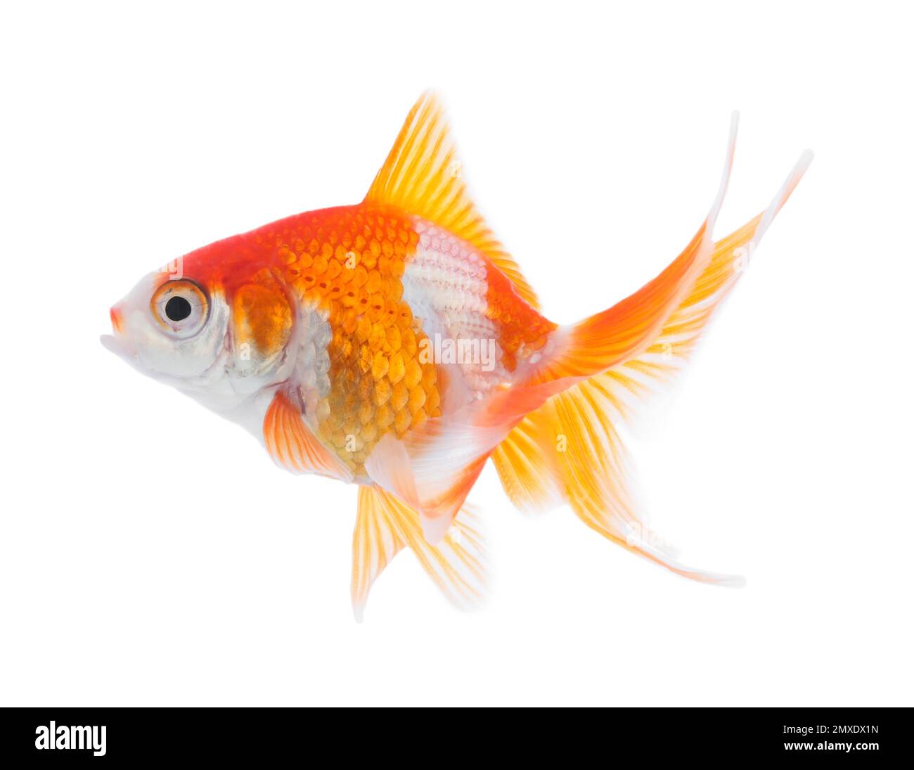 Beautiful bright small goldfish isolated on white Stock Photo - Alamy