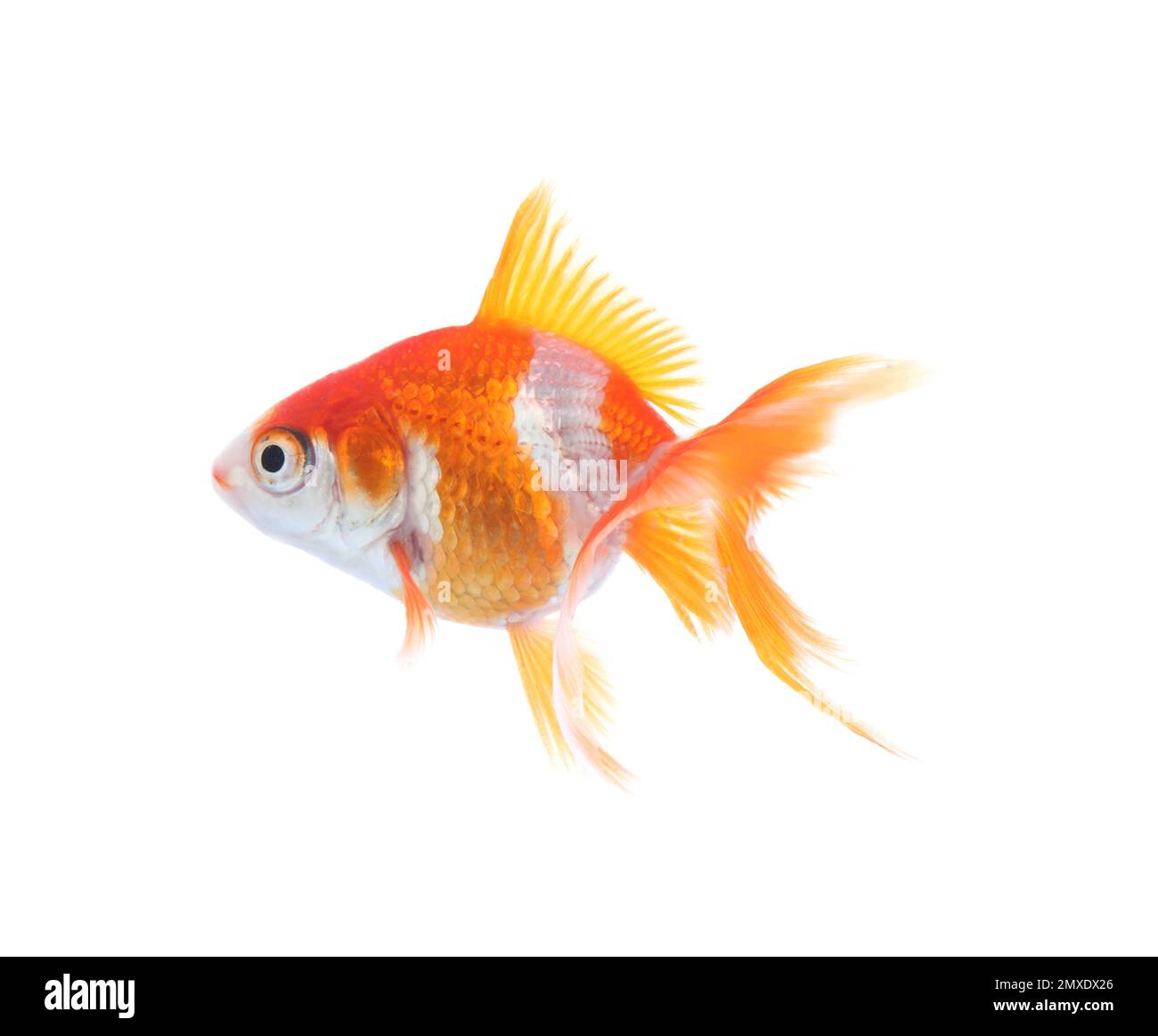 Beautiful bright small goldfish isolated on white Stock Photo - Alamy