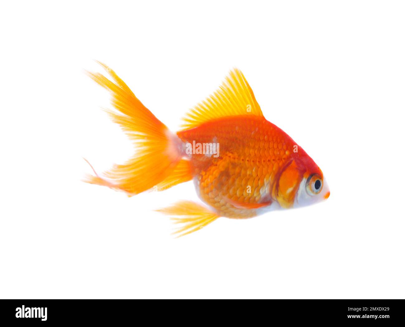 Beautiful bright small goldfish isolated on white Stock Photo - Alamy