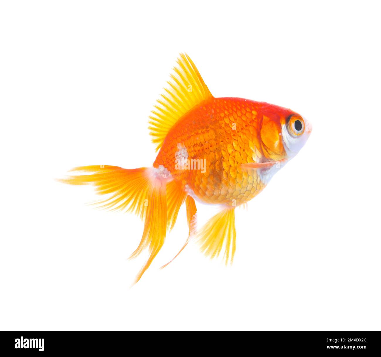 Beautiful bright small goldfish isolated on white Stock Photo - Alamy