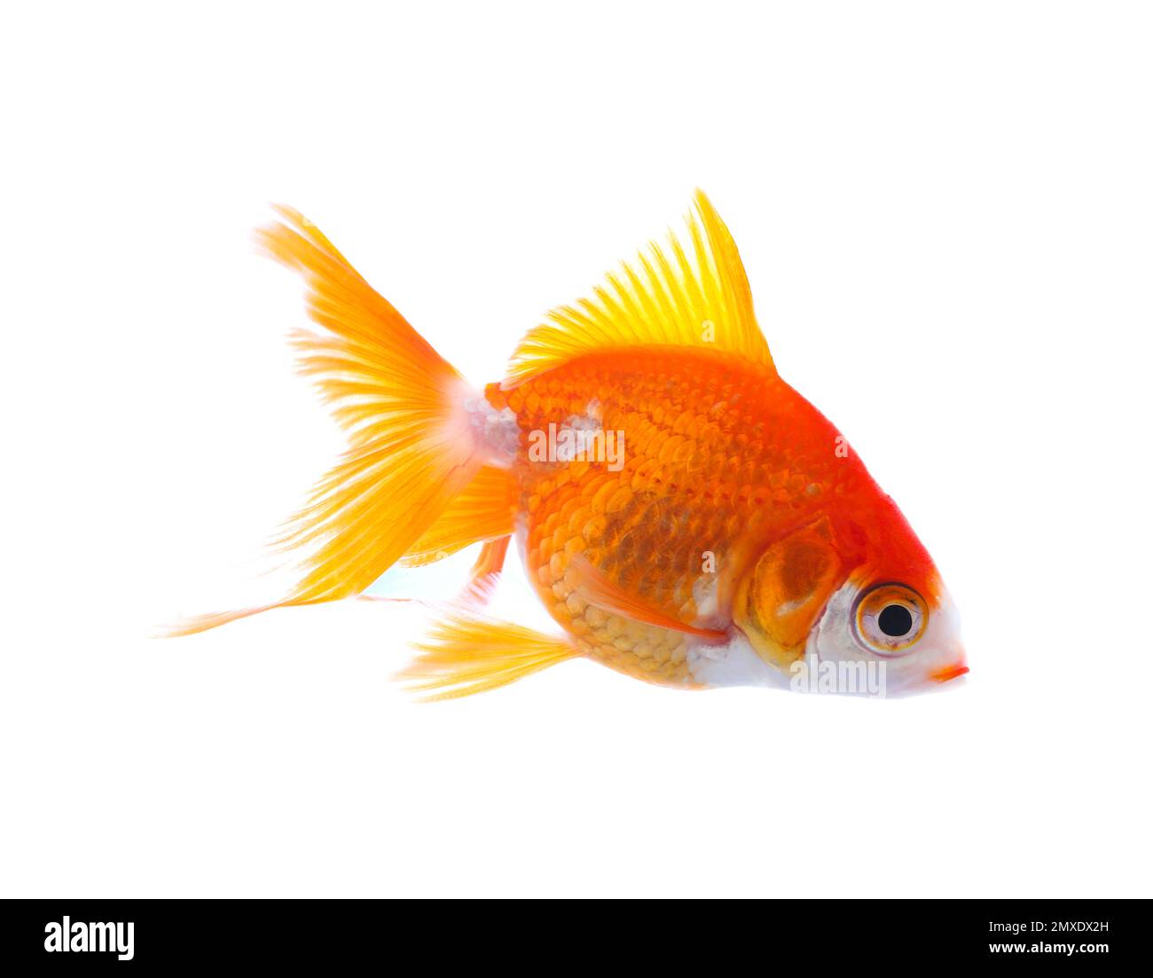 Beautiful bright small goldfish isolated on white Stock Photo - Alamy