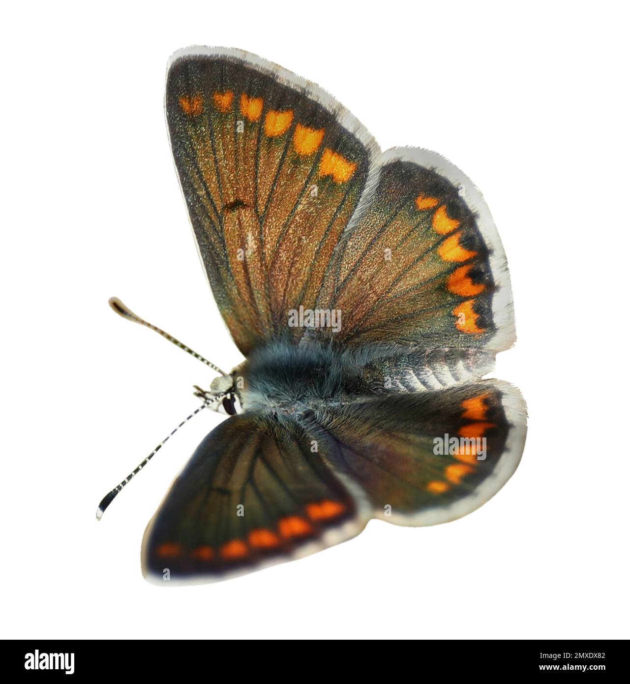 Beautiful bright butterfly flying on white background Stock Photo - Alamy