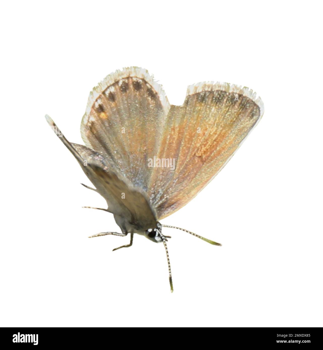 Beautiful bright butterfly flying on white background Stock Photo - Alamy