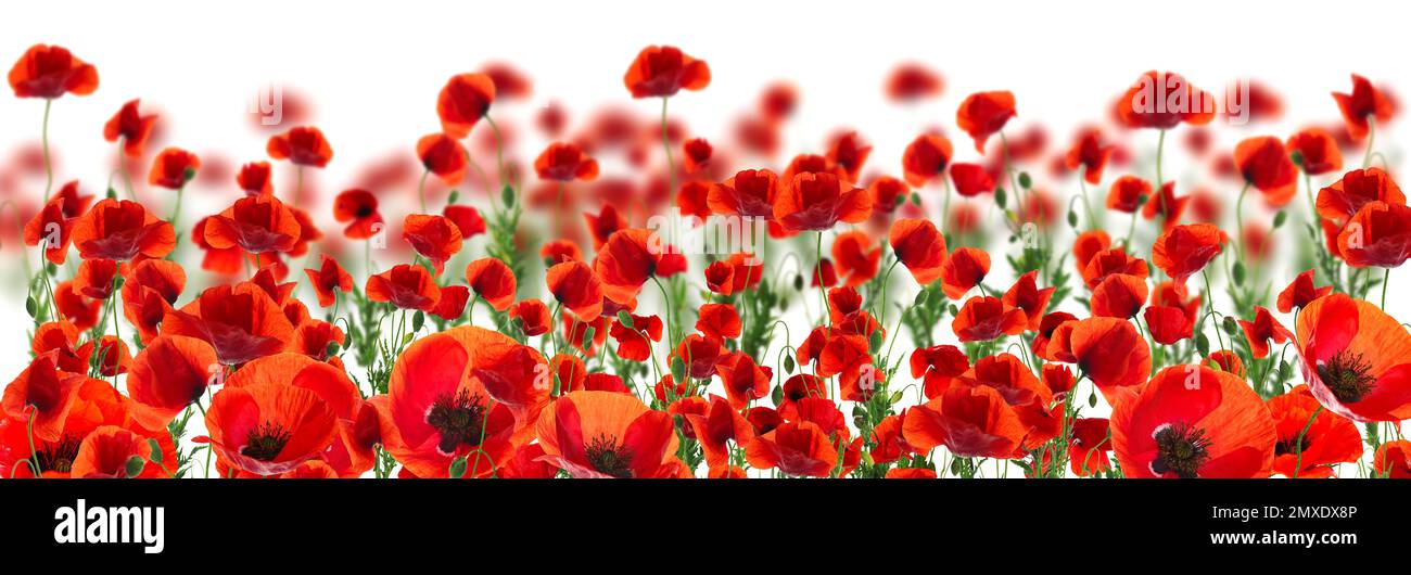 Beautiful red poppy flowers on white background. Banner design Stock ...