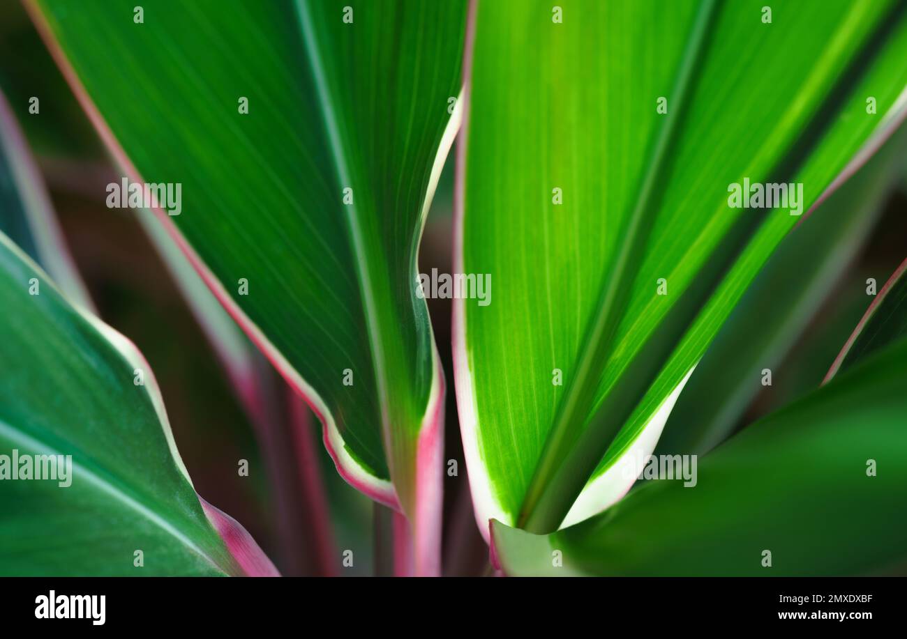 close-up pattern macro cordyline exotic bright fresh green tropical ...