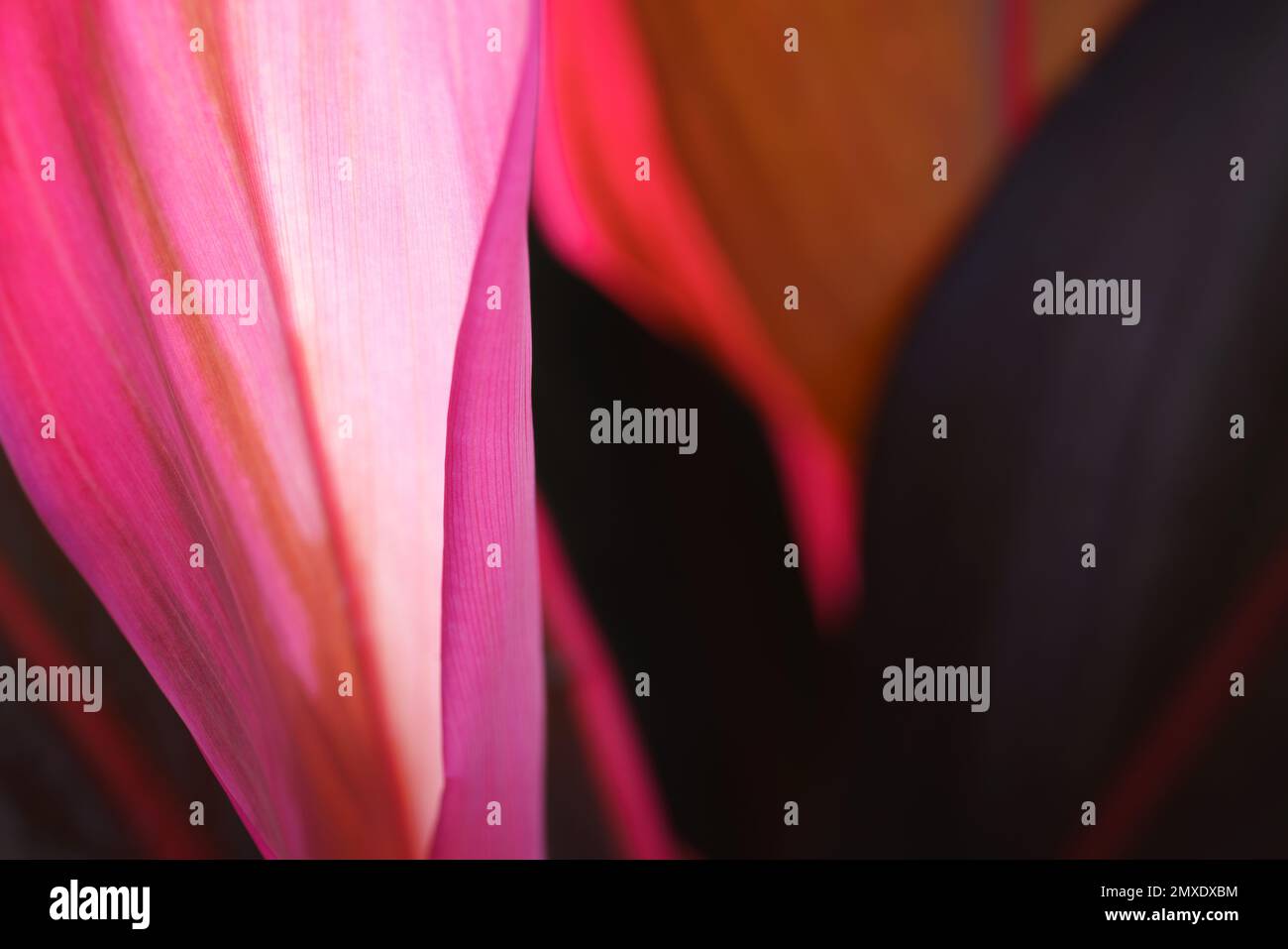 close-up pattern macro cordyline exotic bright red pink fresh tropical ...