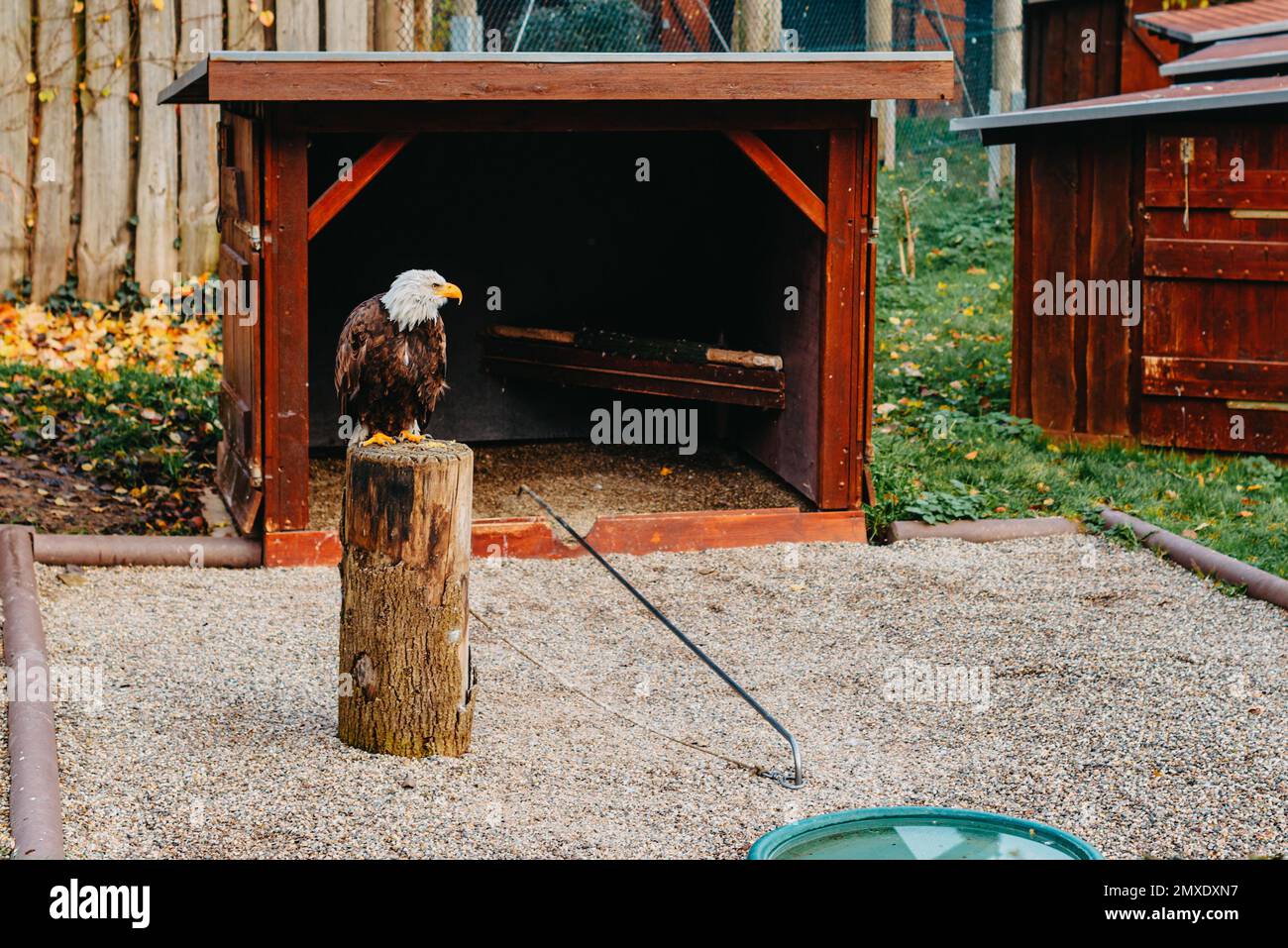 Eagle sitting in a zoo cage and looking straight into the frame ...