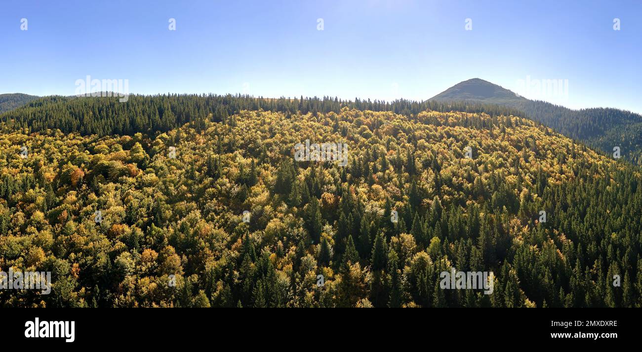 Aerial view of hillside with dark spruce forest trees at fall bright ...