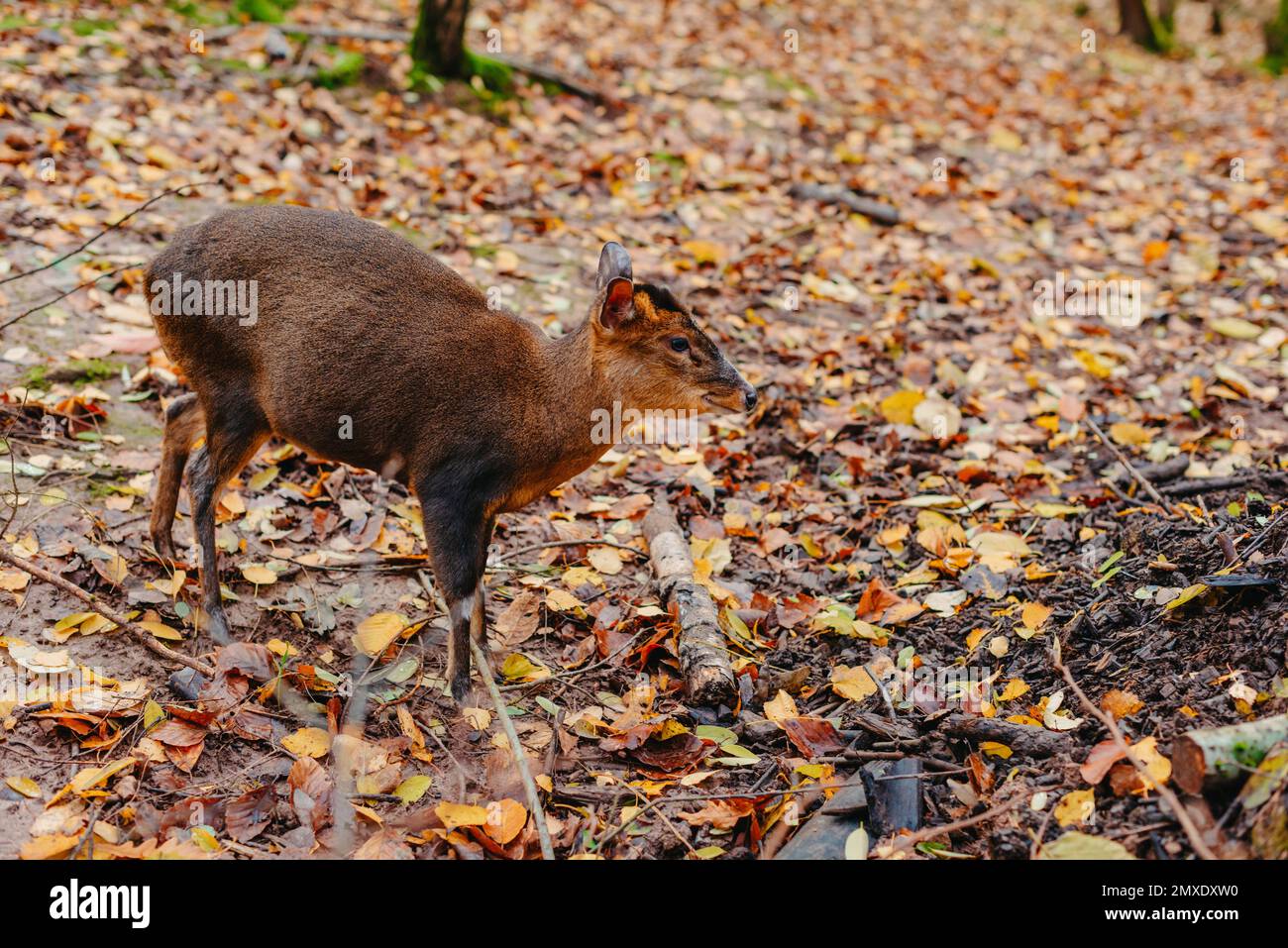 Cute little deer in wild nature in autumn. Adorable roe deer fawn ...