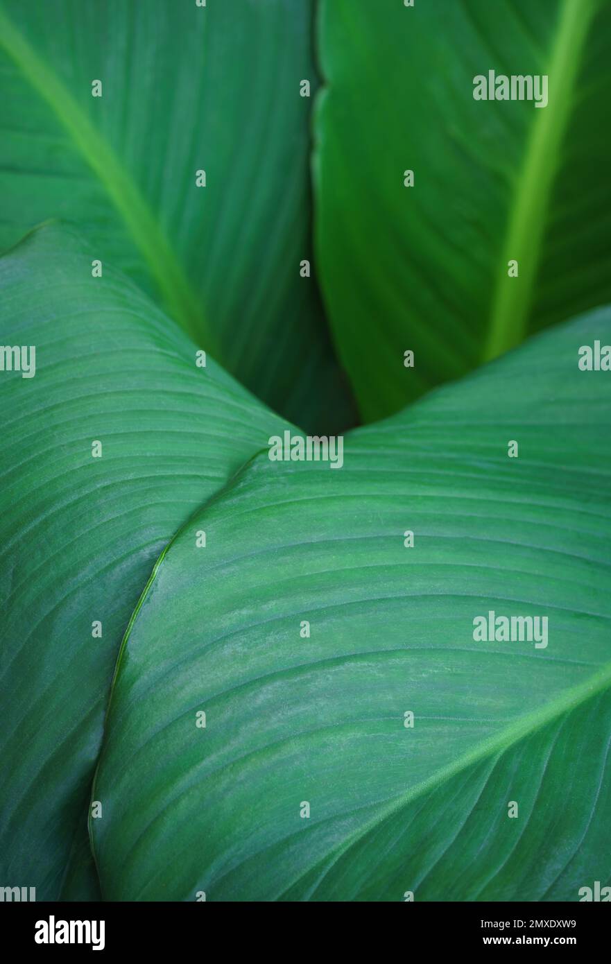 top view exotic fresh green leave texture tropical plant of ...