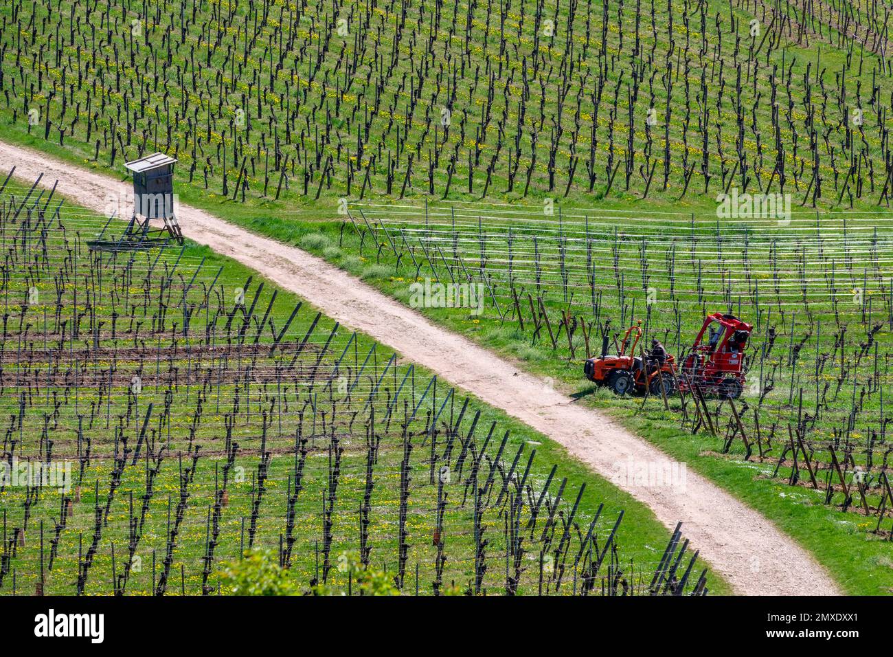 Farm tracteur in the alsatian vineyard in spring, Alsace, France Stock ...