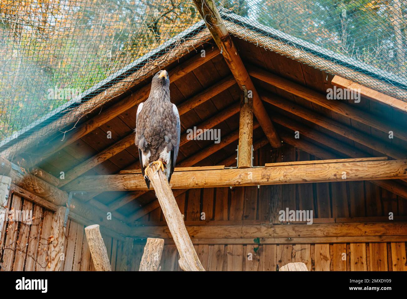 Eagle sitting in a zoo cage and looking straight into the frame ...
