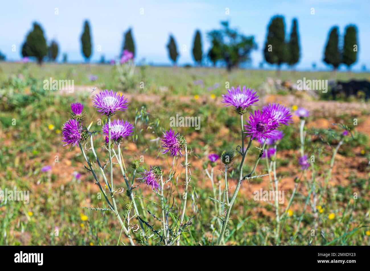 milk thistle flowering in the typical landscape of the Coussouls de ...