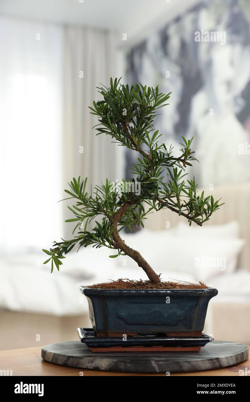 Japanese bonsai plant on table in bedroom. Creating zen atmosphere at ...