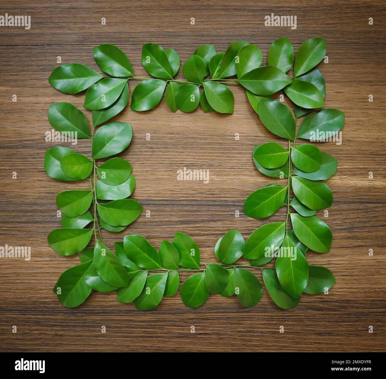 fresh tropical square spring green leaves pattern ornament foliage ...