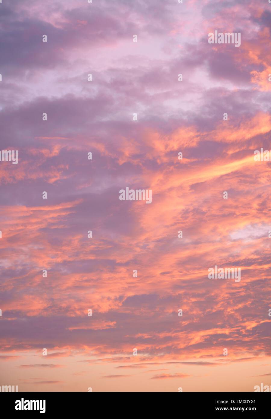 Nature Wallpaper Violet