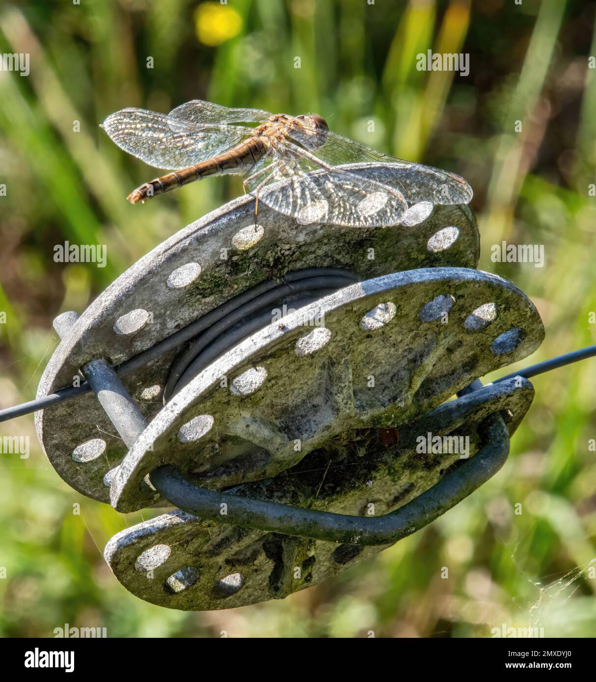 Metal beetle hi-res stock photography and images - Alamy