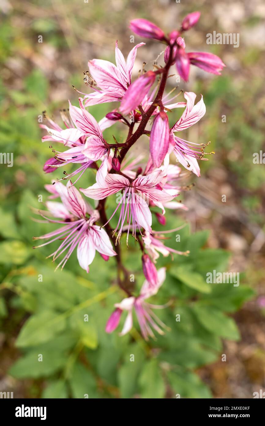 Dictamnus Albus wild flowering dangerous plant, beautiful white and ...